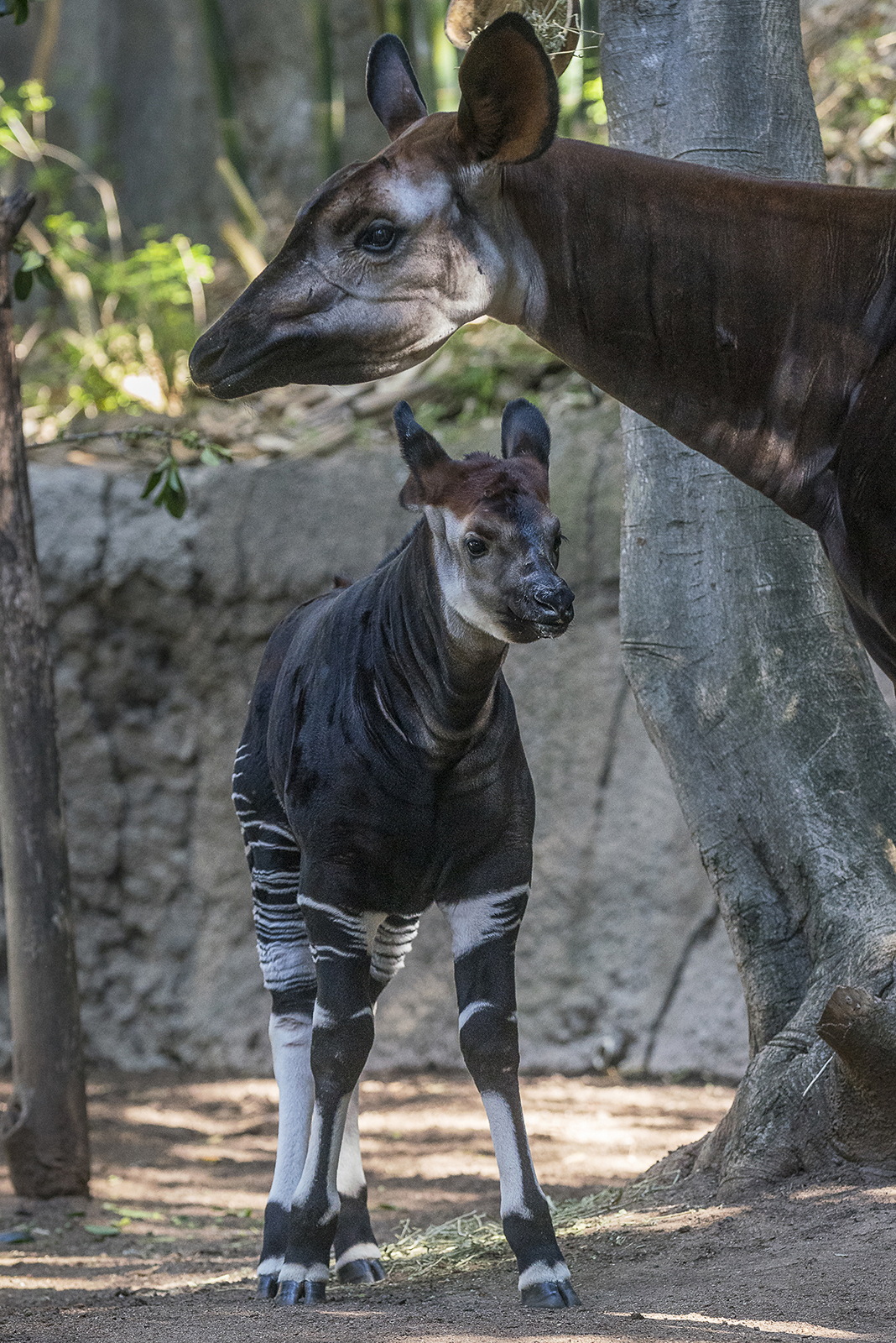 Endangered Okapi Calf—Elombe—Now on Exhibit at San Diego Zoo – San ...