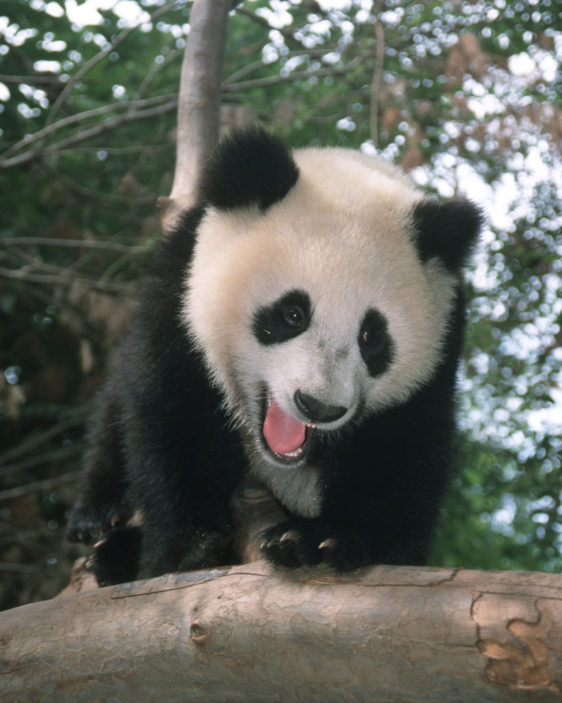 An Enduring Conservation Legacy: The San Diego Zoo Panda Team – San ...