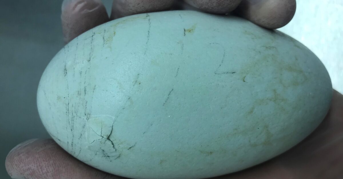 Condor Egg Has Pipped! – San Diego Zoo Wildlife Alliance Stories