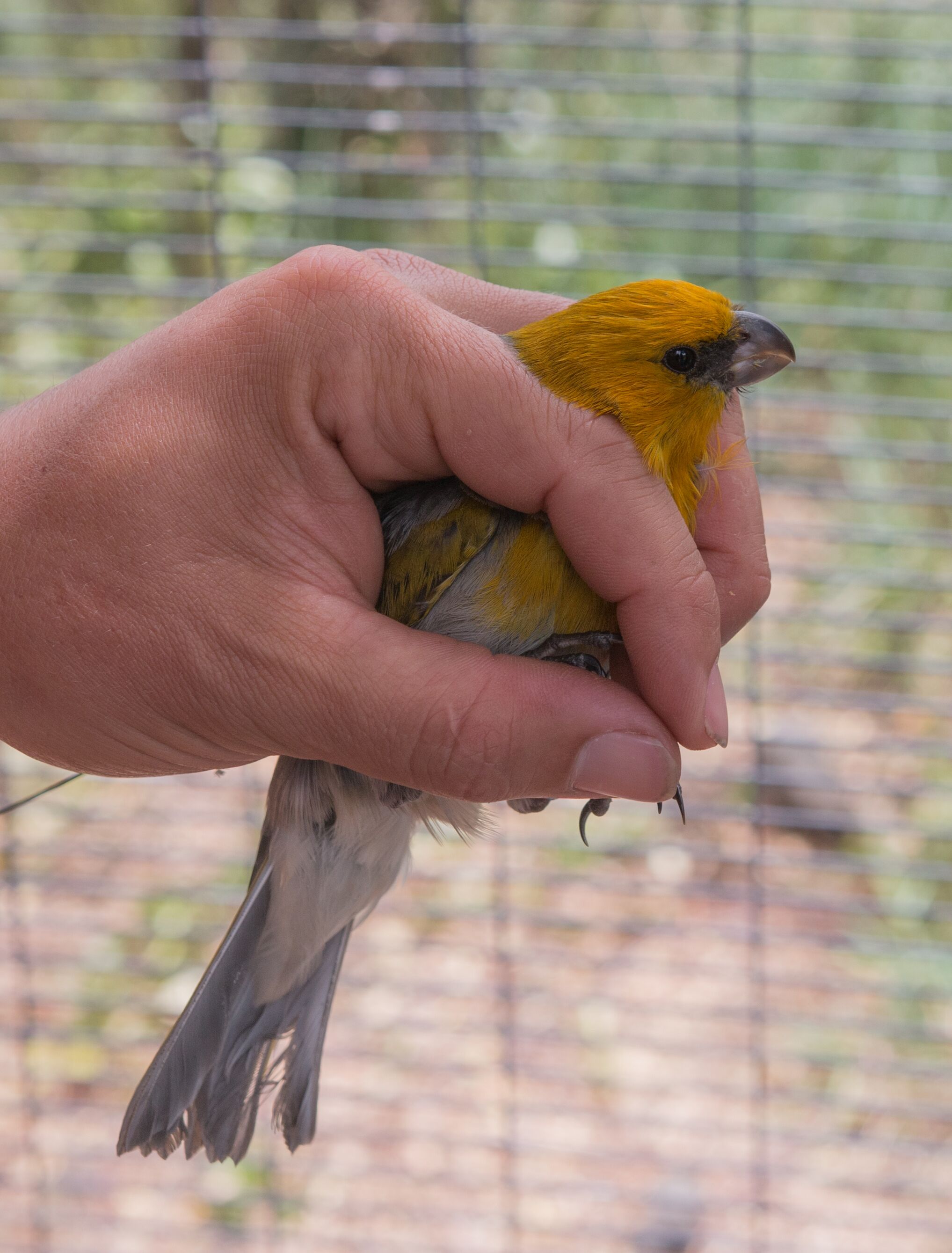 SIX PALILA RELEASED INTO NEWLY RESTORED FOREST ON HAWAI‘I ISLAND – San ...
