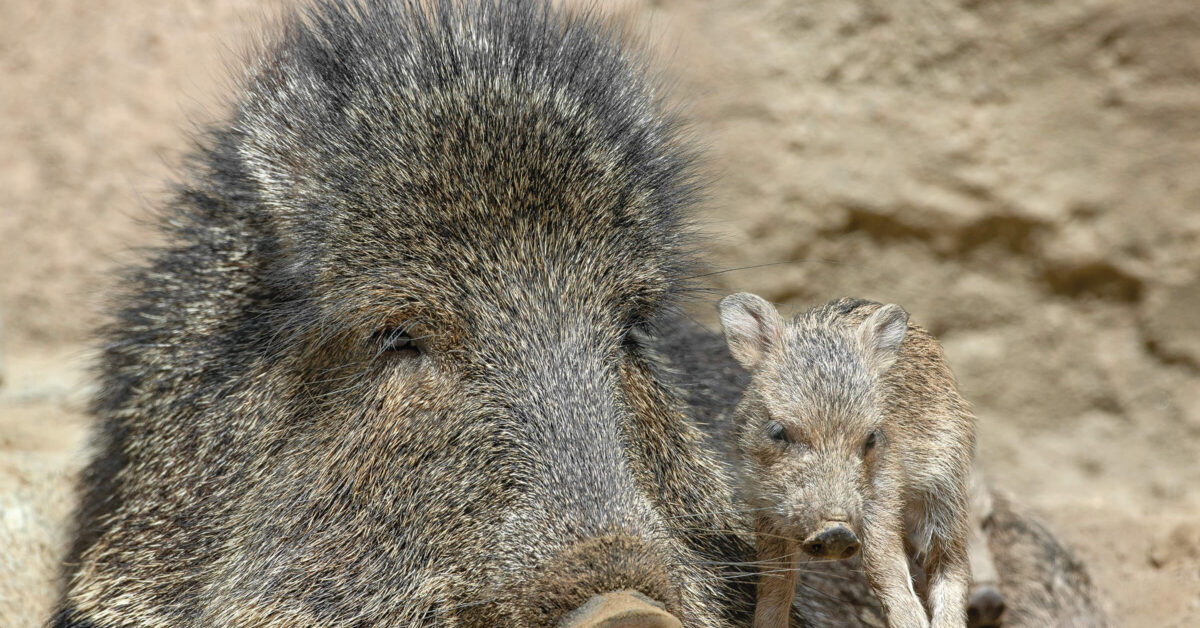 Who Are You Calling a Pig? – San Diego Zoo Wildlife Alliance Stories