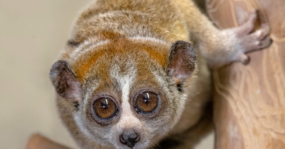 Tiny Primate Packs a Punch – San Diego Zoo Wildlife Alliance Stories