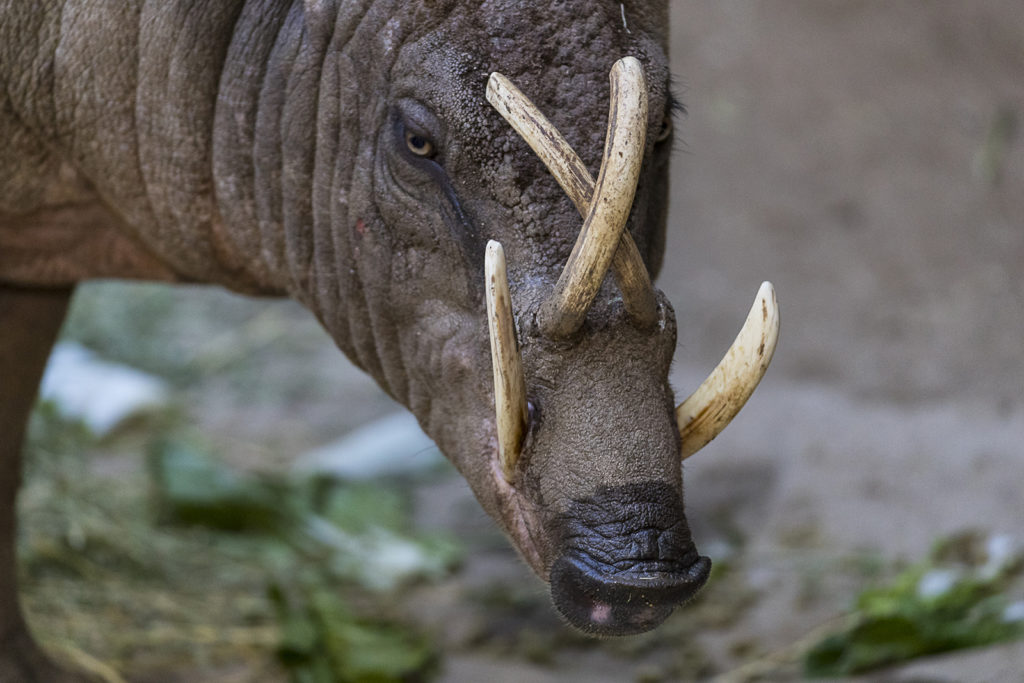 Stripes, Tusks, and Hooves – San Diego Zoo Wildlife Alliance Stories