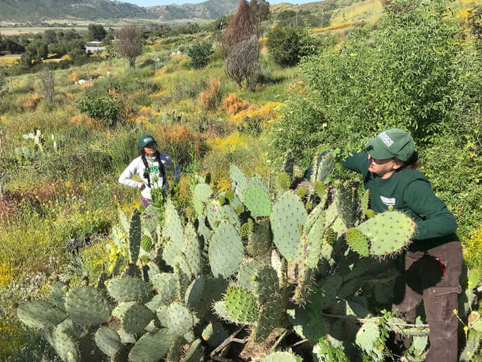 Tuning Up Songbird Habitat – San Diego Zoo Wildlife Alliance Stories