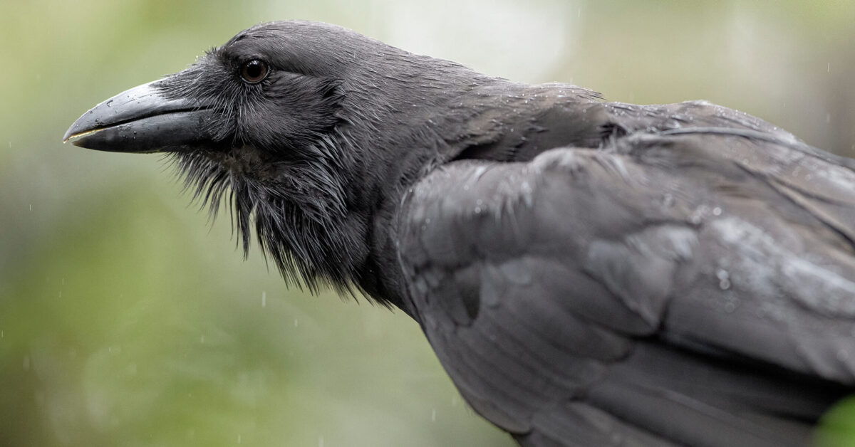 The Brainy Bunch – San Diego Zoo Wildlife Alliance Stories