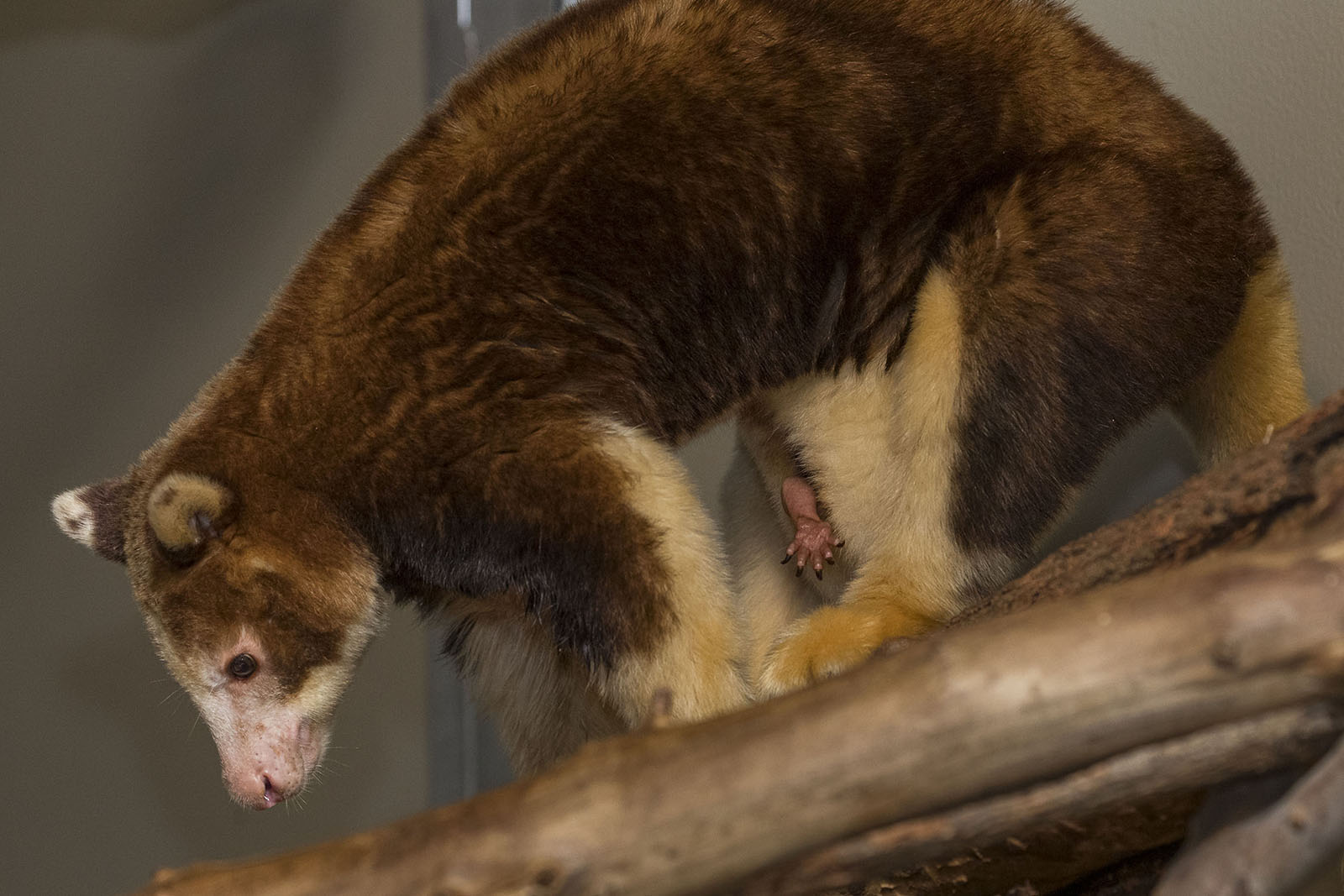 Endangered Matschie’s Tree Kangaroo Joey Born at Safari Park – San ...