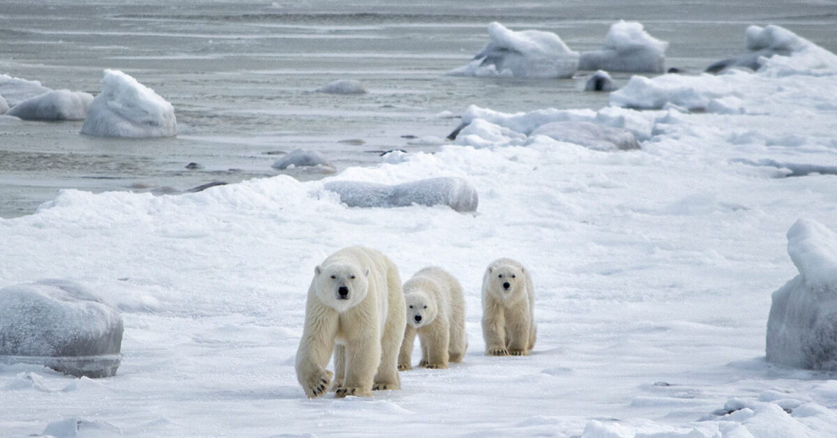Tracking Technology – San Diego Zoo Wildlife Alliance Stories