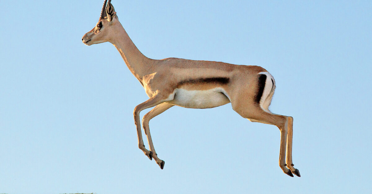 Gazing at Gazelles – San Diego Zoo Wildlife Alliance Stories