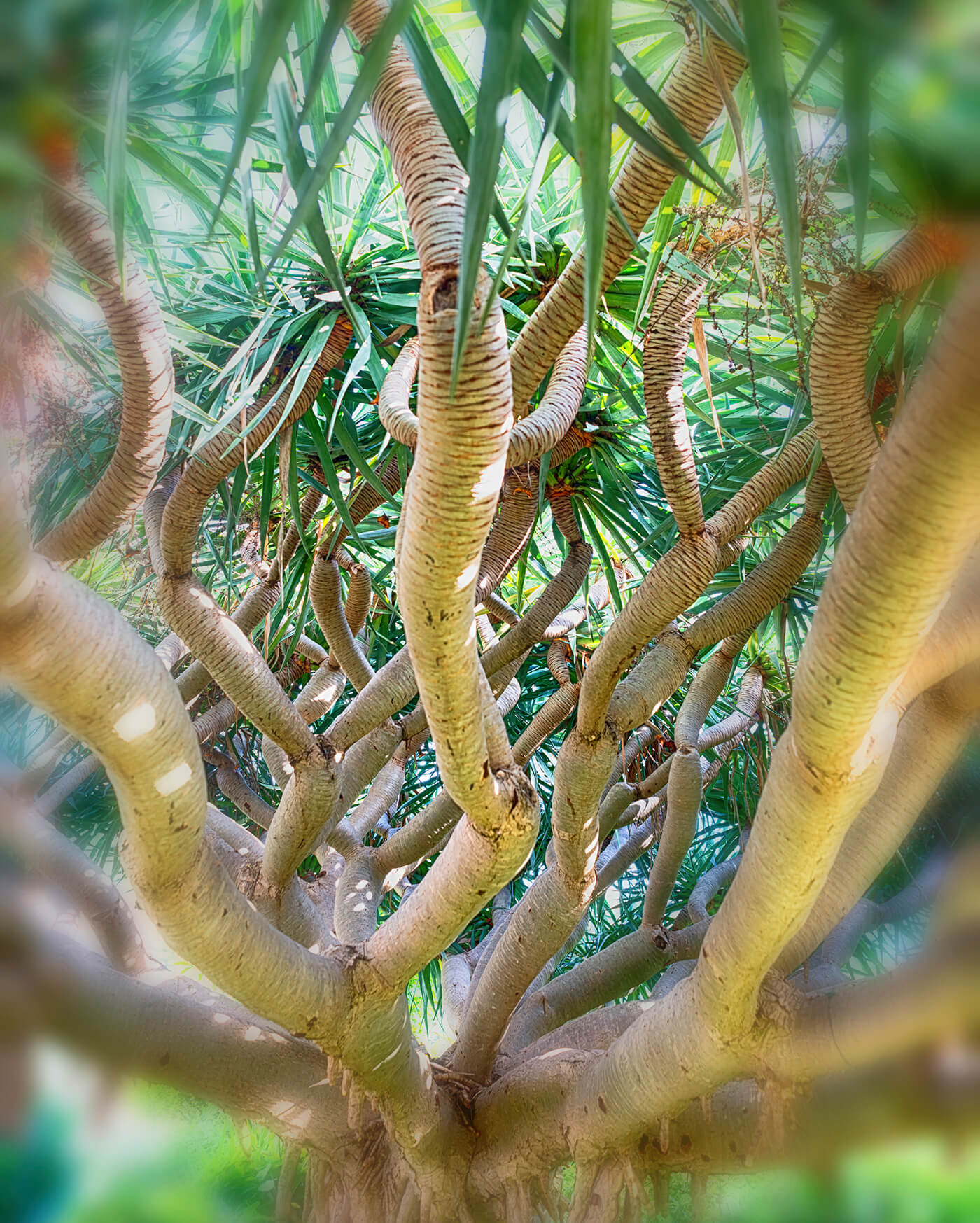 Dragons Among Us – San Diego Zoo Wildlife Alliance Stories