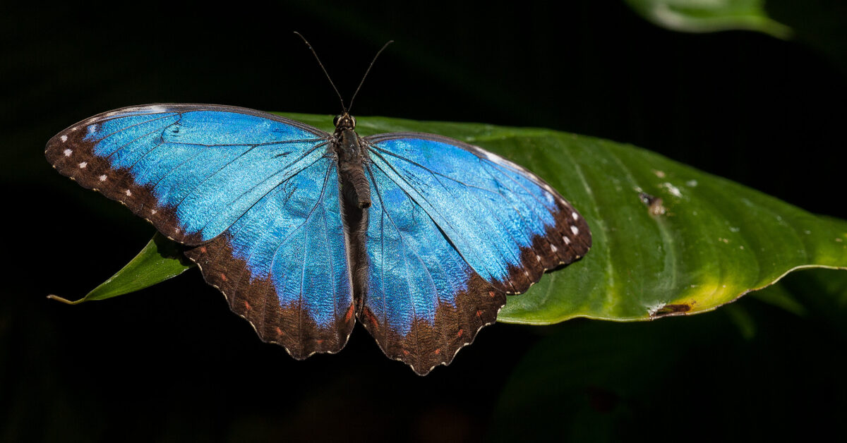 Butterflies – San Diego Zoo Wildlife Alliance Stories