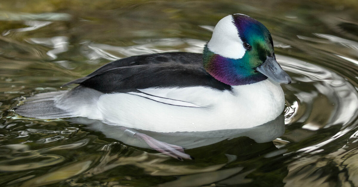 Just Ducky – San Diego Zoo Wildlife Alliance Stories