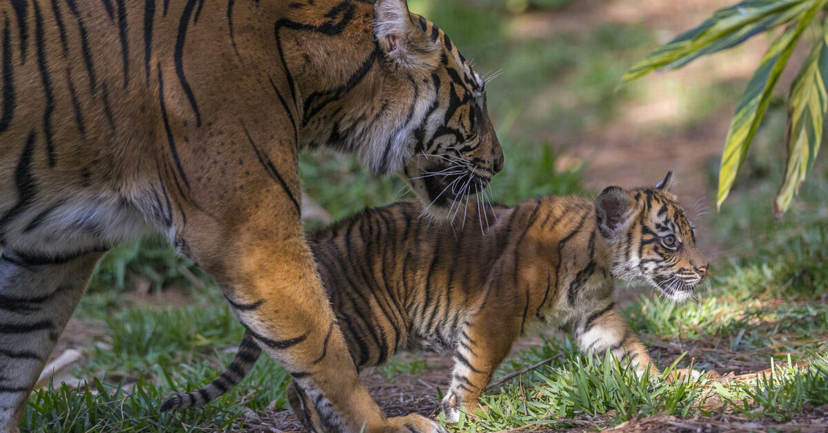 For Eight Weeks, Animal Courses Are Free to Middle and High School ...