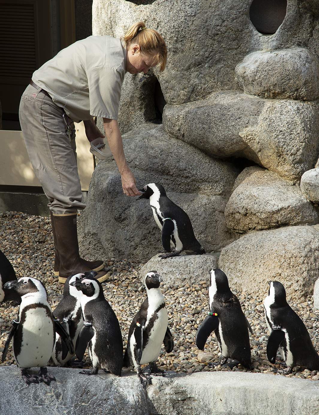 A Glimpse Inside the San Diego Zoo and San Diego Zoo Safari Park… – San ...