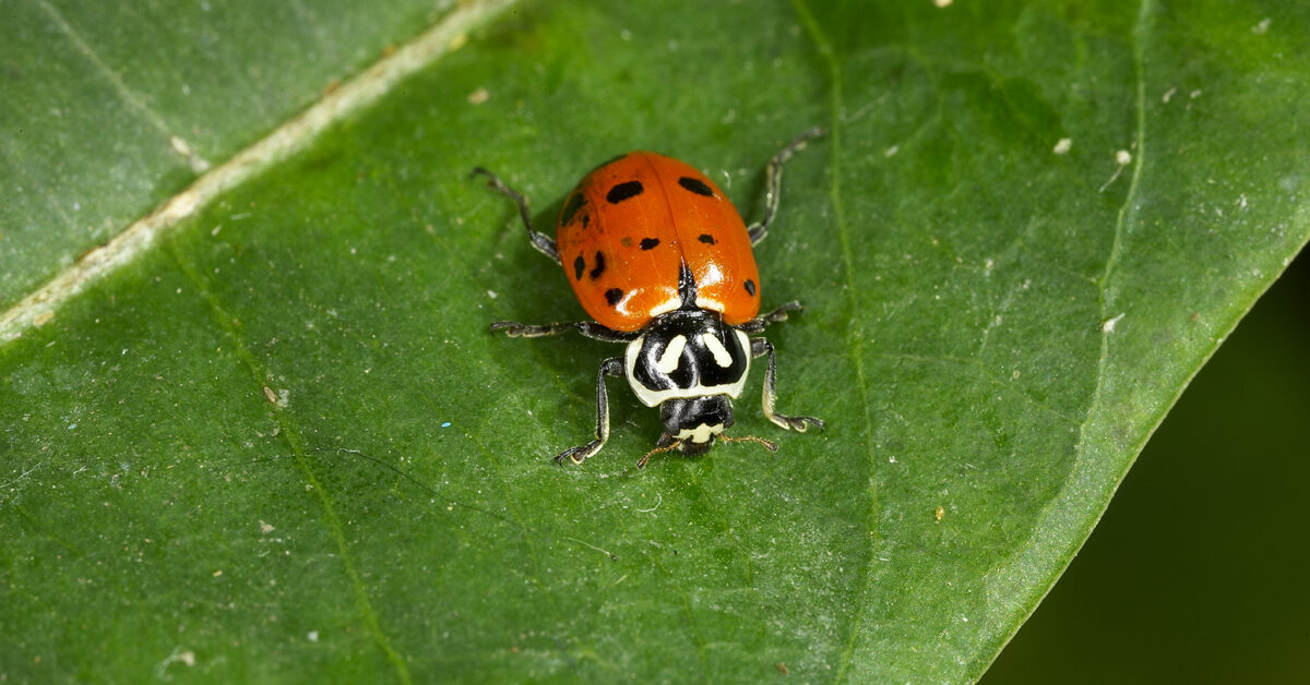Ladybug, Ladybug – San Diego Zoo Wildlife Alliance Stories