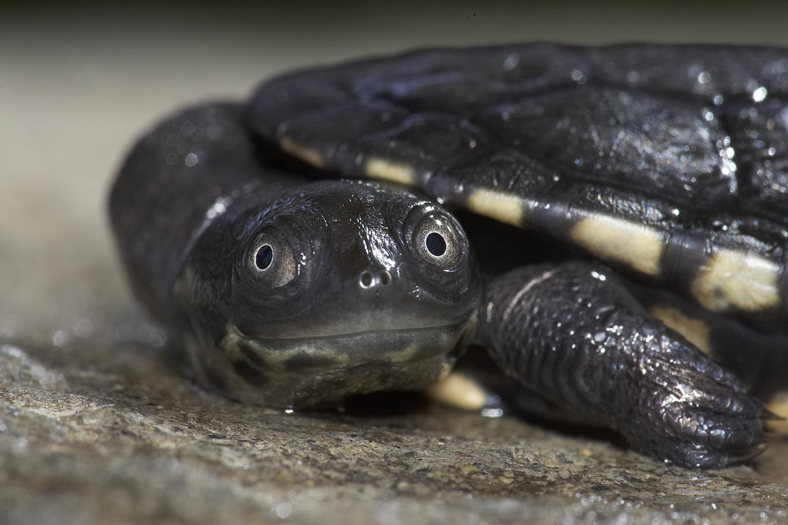 7 Endangered Species You Should Know – San Diego Zoo Wildlife Alliance ...