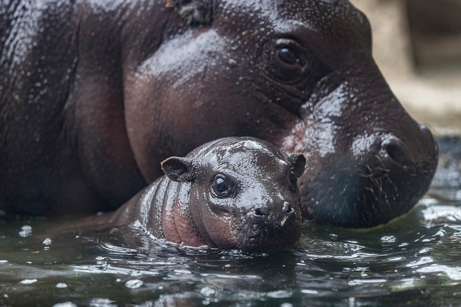 Moving Day: Pygmy Hippo Mom and Calf Move from Maternity to Main… – San ...