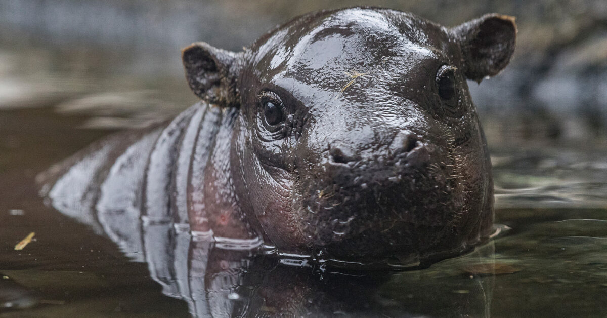 Moving Day: Pygmy Hippo Mom and Calf Move from Maternity to Main… – San ...