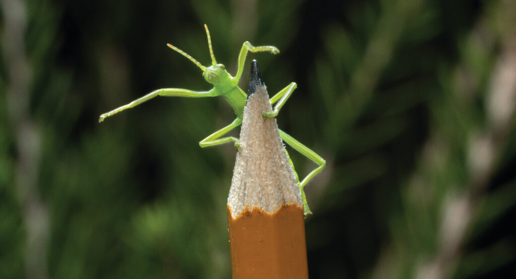 Many Legs, Many Needs – San Diego Zoo Wildlife Alliance Stories