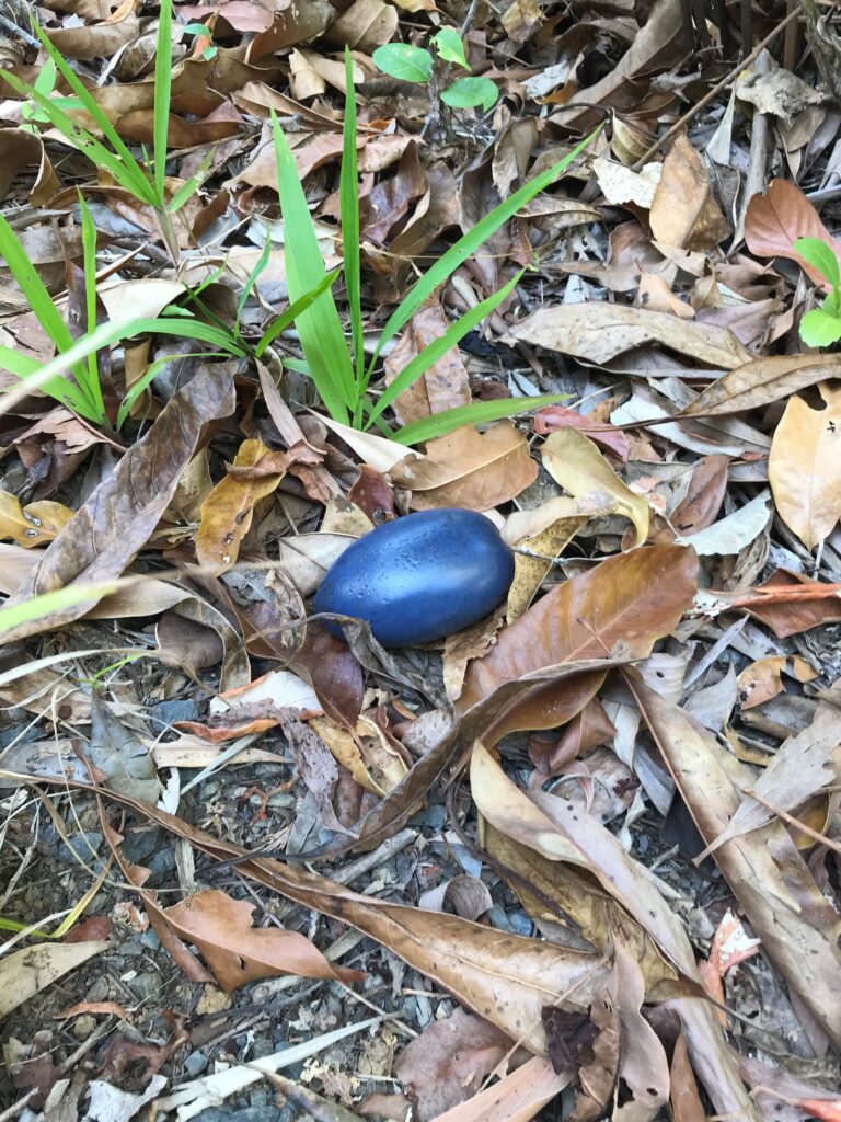 Cassowaries, Gardeners of the Rain Forest – San Diego Zoo Wildlife ...