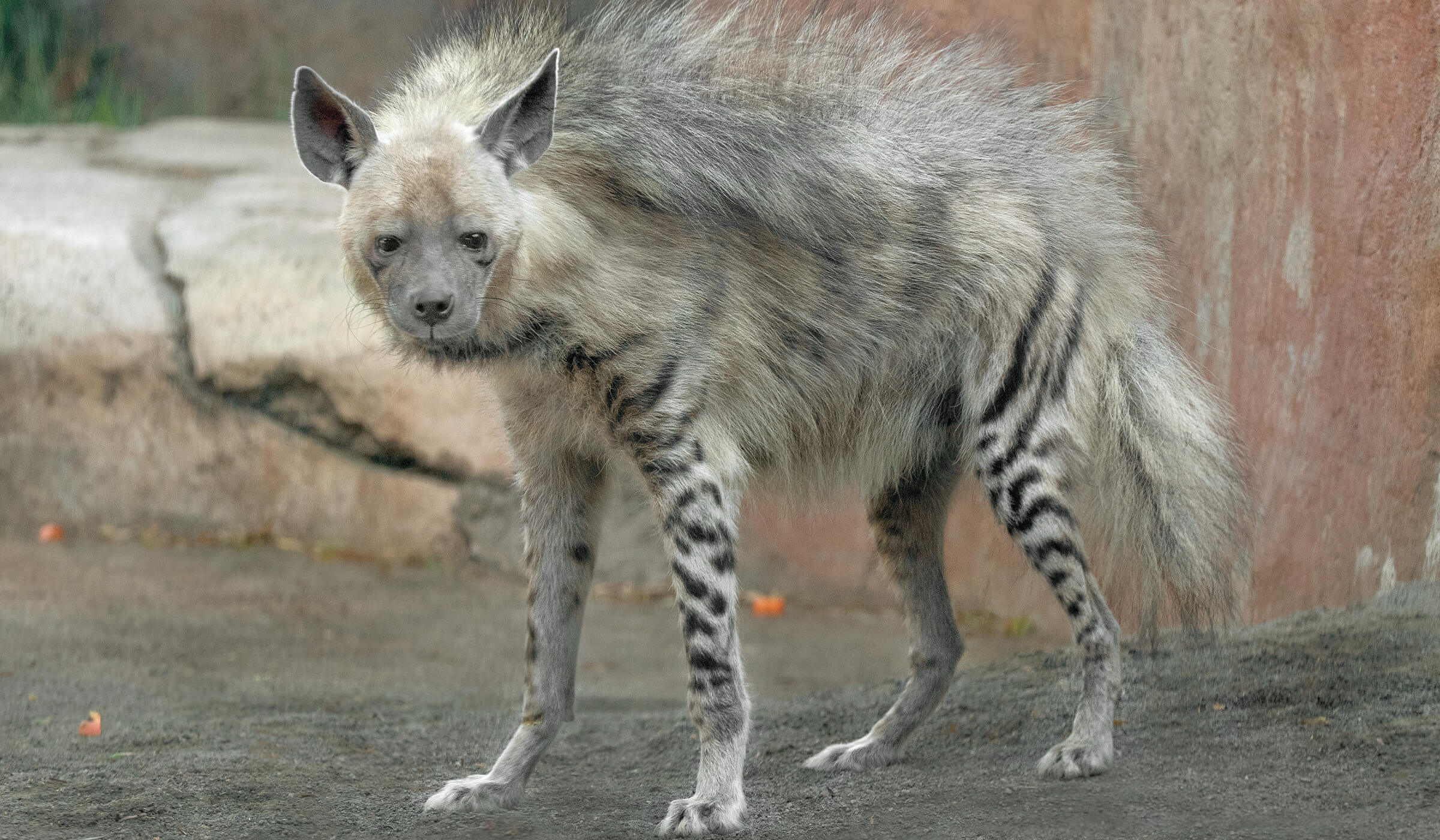 Into the Lion’s Den – San Diego Zoo Wildlife Alliance Stories