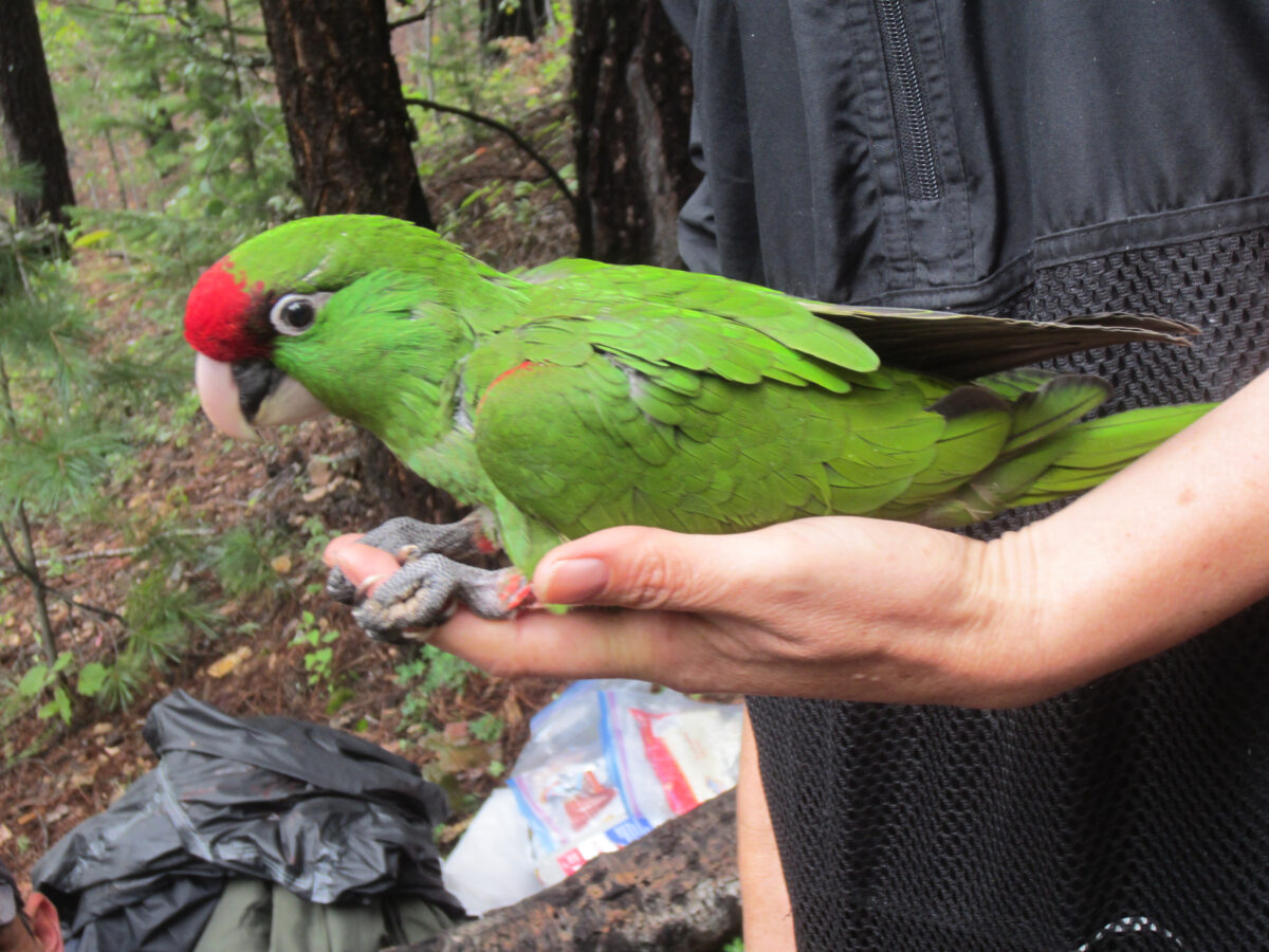 Conservationists Work Together to Understand the Needs of an… – San ...