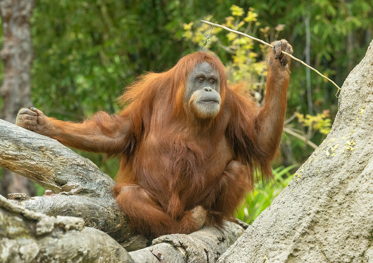 Amazing Red Apes – San Diego Zoo Wildlife Alliance Stories