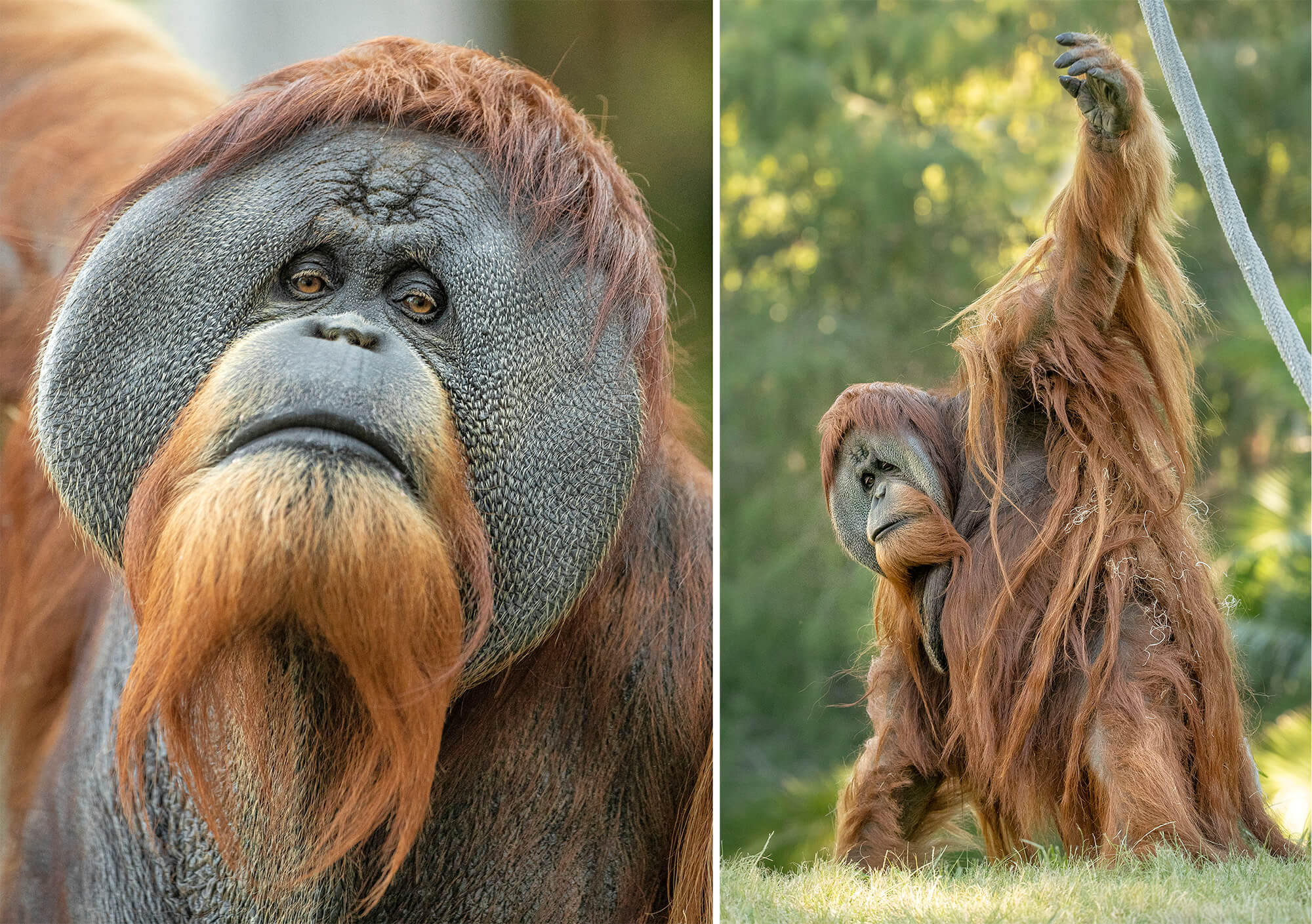 Amazing Red Apes – San Diego Zoo Wildlife Alliance Stories