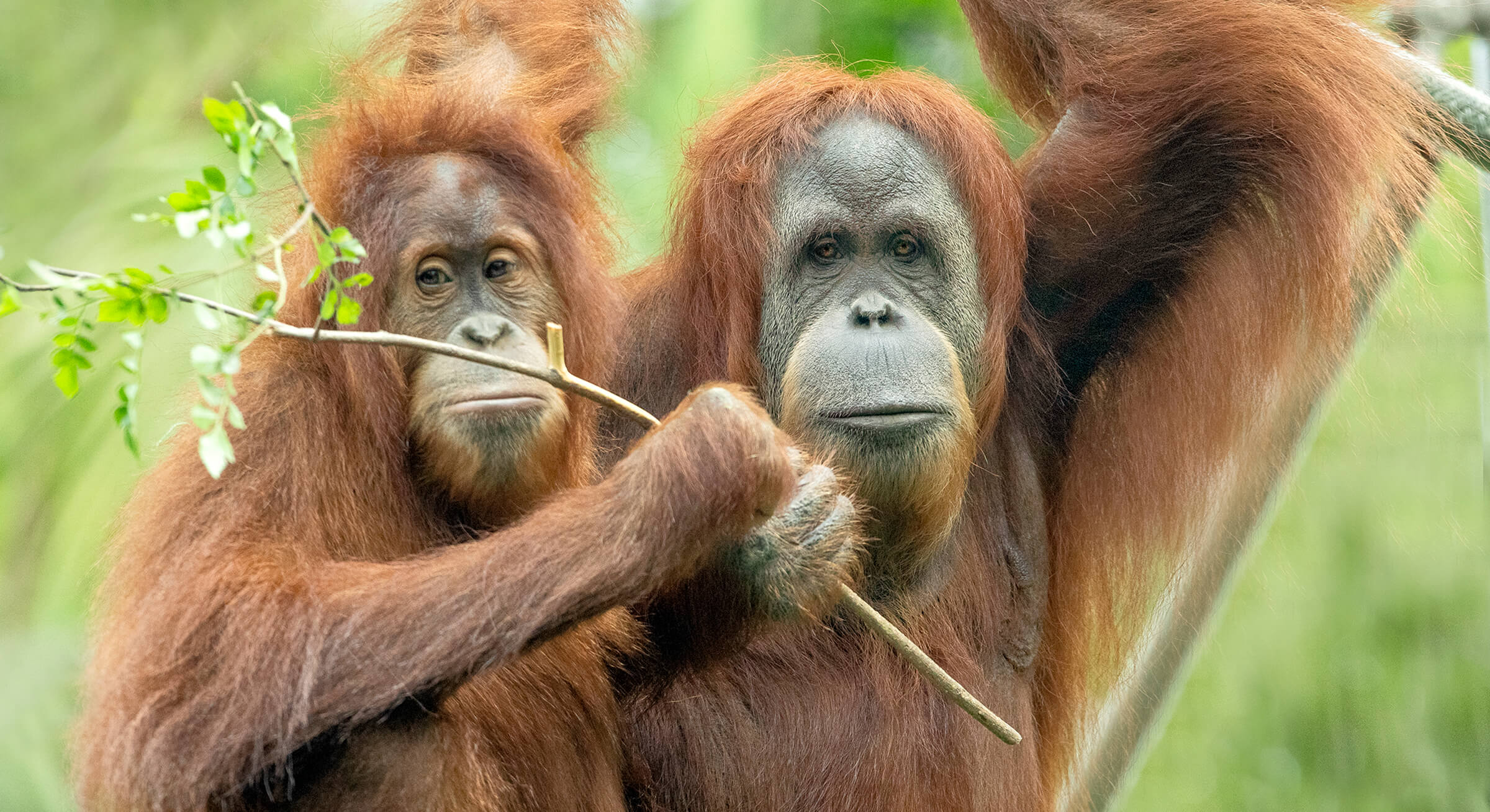 Amazing Red Apes – San Diego Zoo Wildlife Alliance Stories
