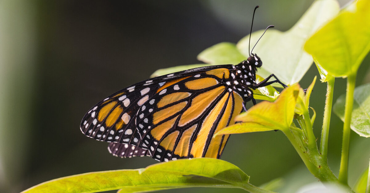 DOs and DON’Ts for Monarchs – San Diego Zoo Wildlife Alliance Stories