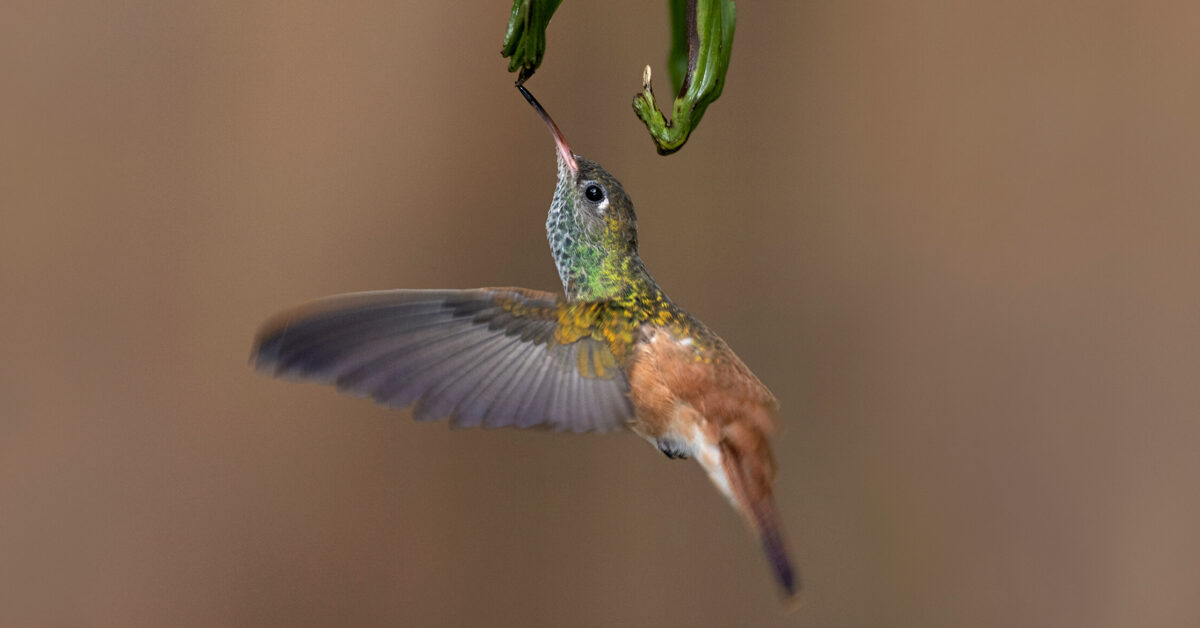 Flights of Fancy – San Diego Zoo Wildlife Alliance Stories