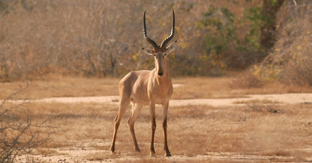 Hirola Sanctuary – San Diego Zoo Wildlife Alliance Stories