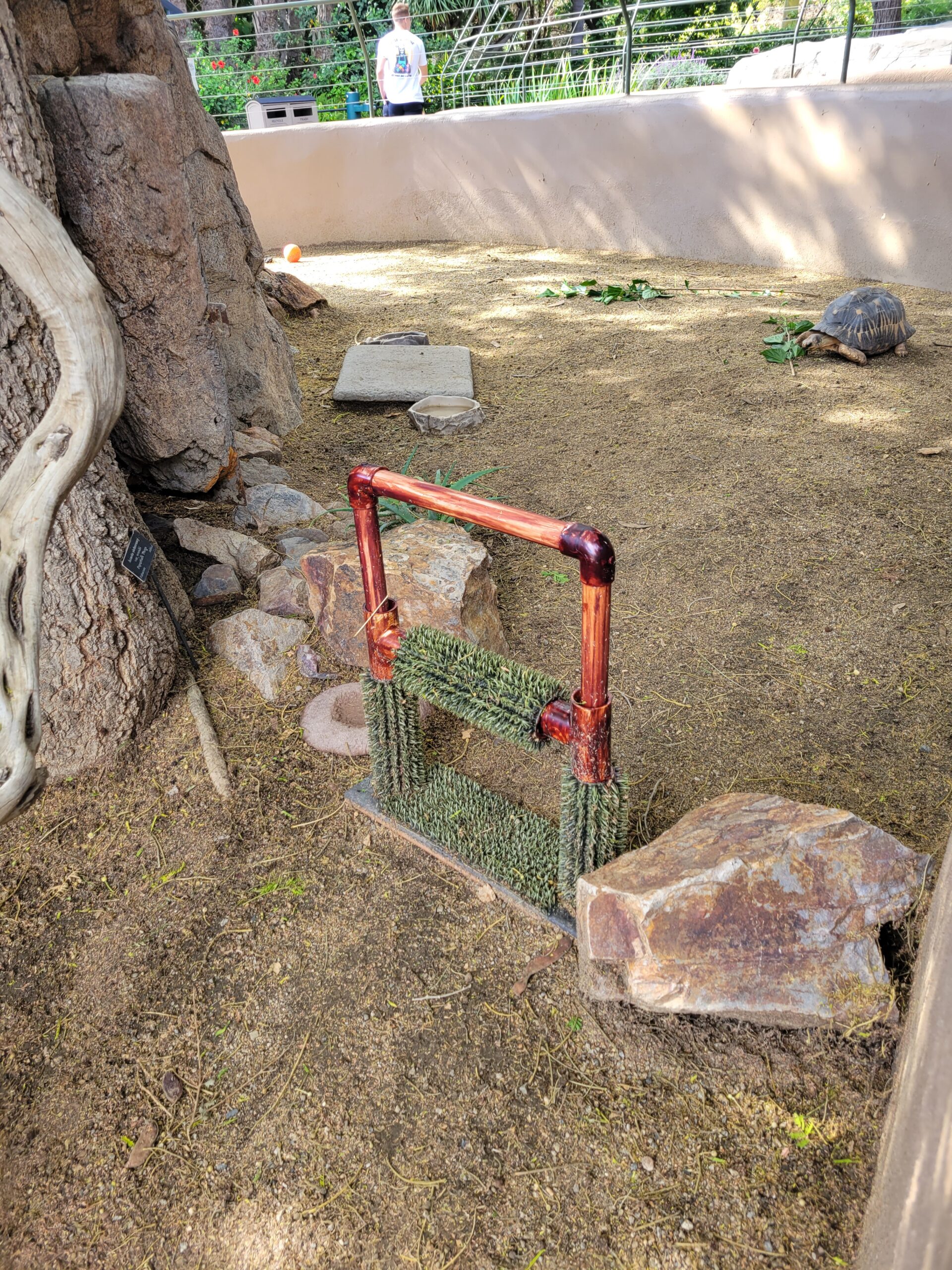 Shell-ebrate Reptiles – San Diego Zoo Wildlife Alliance Stories