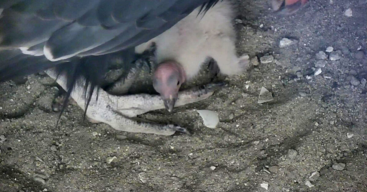Here Come the Condor Chicks of 2023! – San Diego Zoo Wildlife Alliance ...