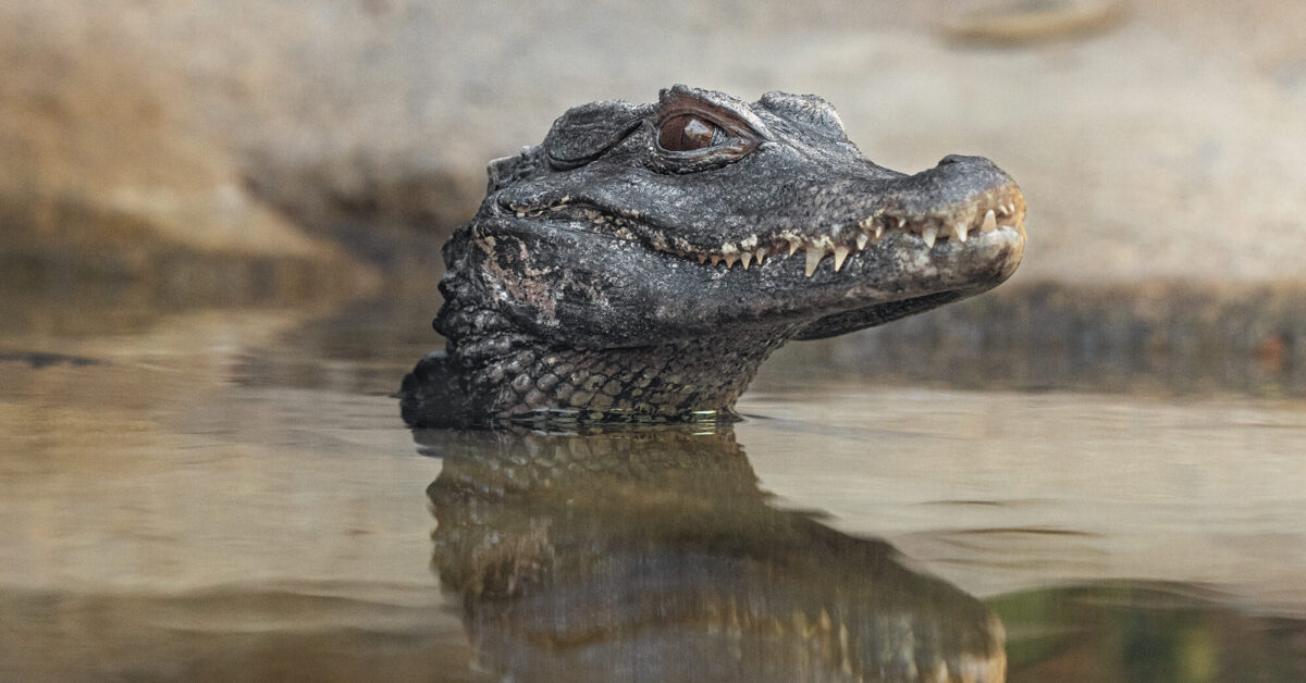 Powerful Predators – San Diego Zoo Wildlife Alliance Stories