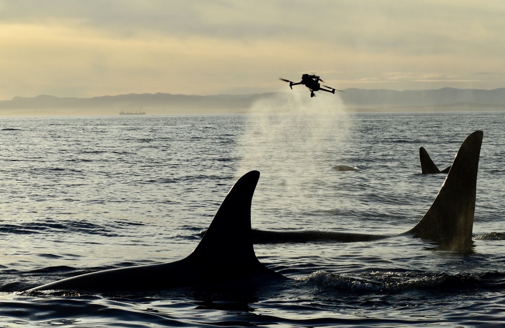 Take a Breath – San Diego Zoo Wildlife Alliance Stories